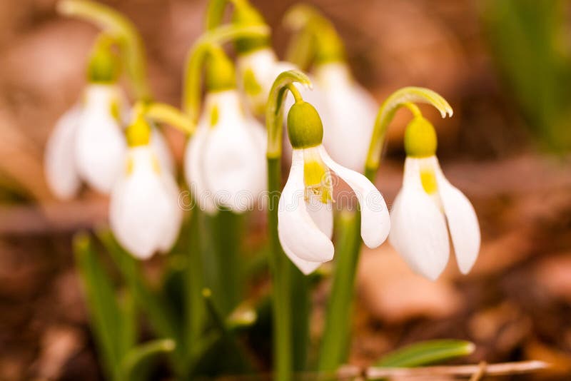Common snowdrop stock image. Image of spring, groundcover - 286955591