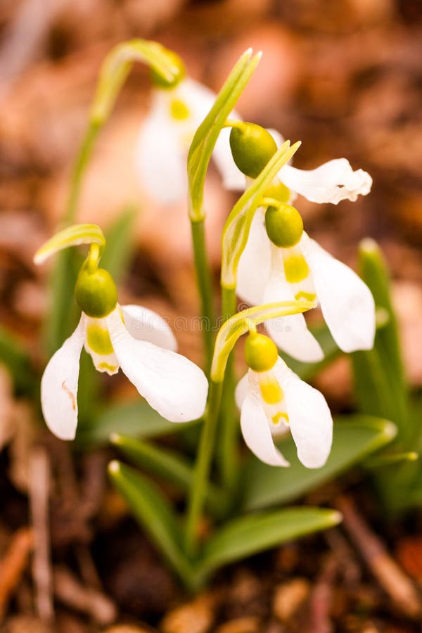 Common snowdrop stock photo. Image of floral, macro - 288040708