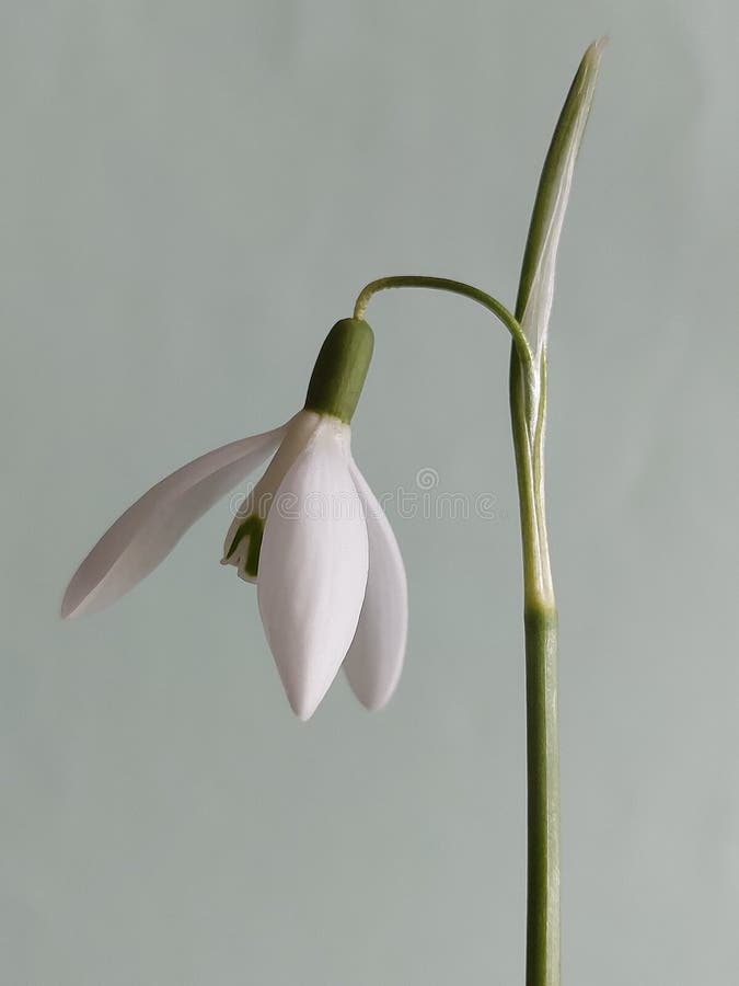 Common Snowdrop (Galanthus Nivalis) Stock Image - Image of common ...