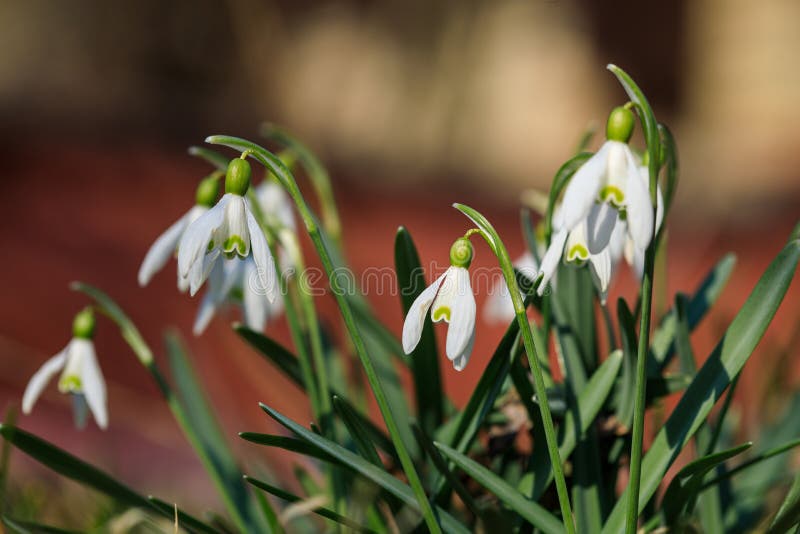 Common Snowdrop Galanthus Nivalis Stock Photo - Image of outdoor ...