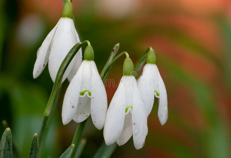 Common Snowdrops Galanthus Nivalis Stock Photo - Image of nature, rural ...