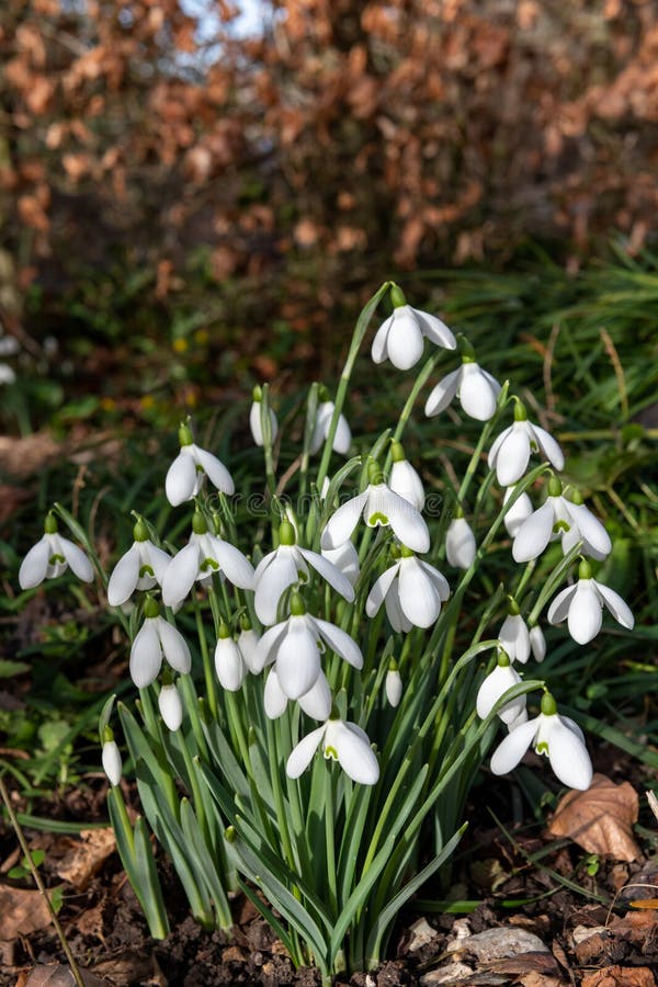 Clump of Snowdrops stock photo. Image of clump, plant - 86474284
