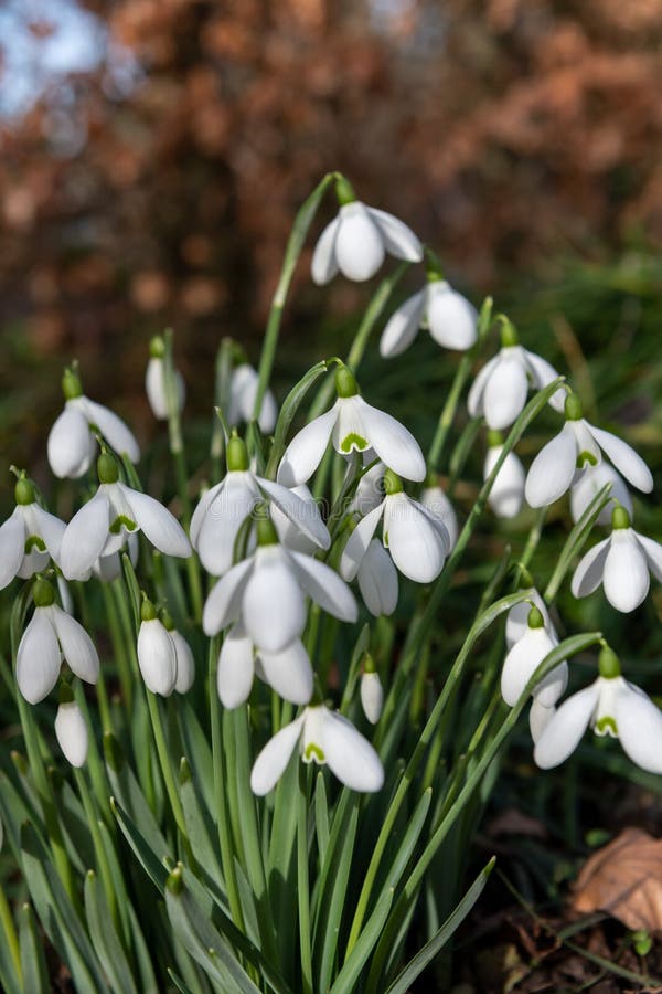 Clump of Snowdrops stock photo. Image of clump, plant - 86474284