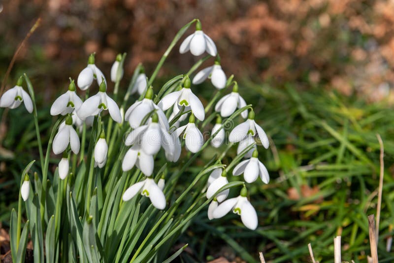 Clump of Snowdrops stock photo. Image of clump, plant - 86474284