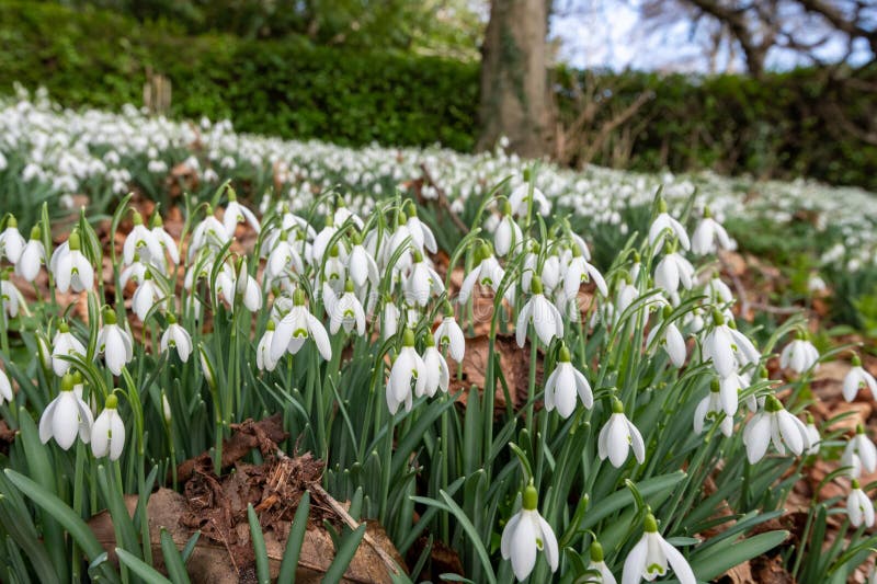Clump of Snowdrops stock photo. Image of clump, plant - 86474284