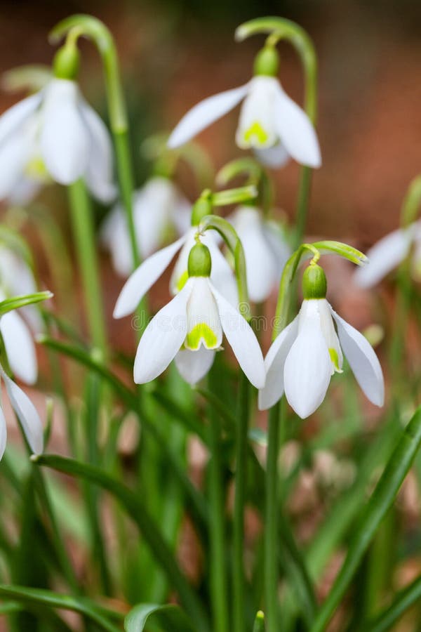 Types Of Snowdrop Flowers at Bridget Mireles blog