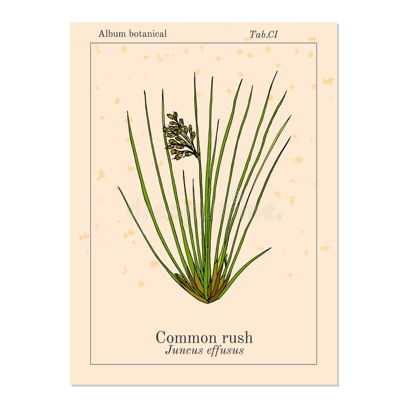 Common or Soft Rush Juncus Effusus , Medicinal Plant Stock Vector ...