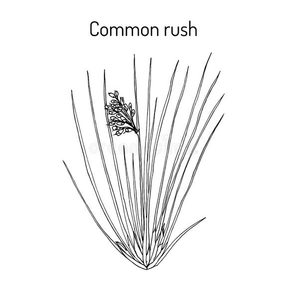 Common Rush Illustration Stock Illustrations – 83 Common Rush ...