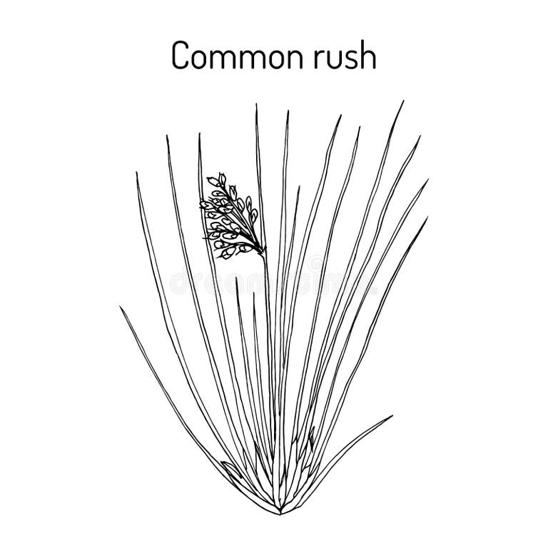 Common Rush Illustration Stock Illustrations – 83 Common Rush ...