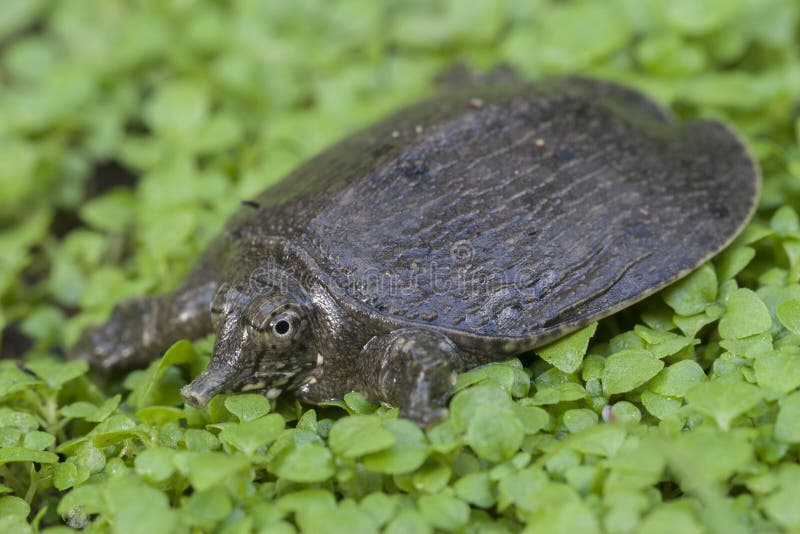 170 Spiny Softshell Underwater Stock Photos - Free & Royalty-Free Stock ...