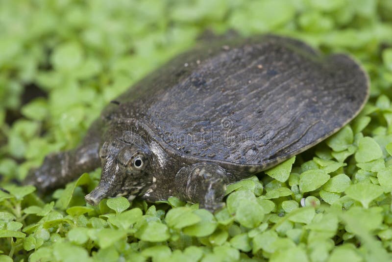 Common Softshell Turtle or Asiatic Softshell Turtle Stock Photo - Image ...