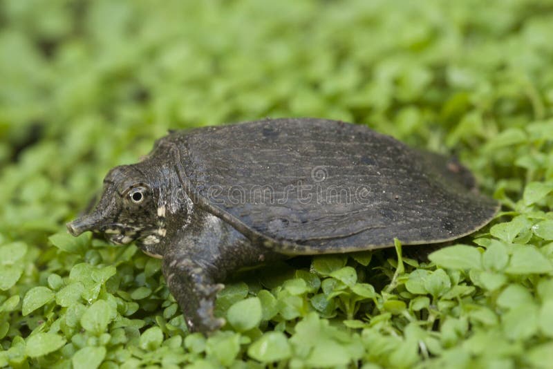 Common Softshell Turtle or Asiatic Softshell Turtle Stock Photo - Image ...