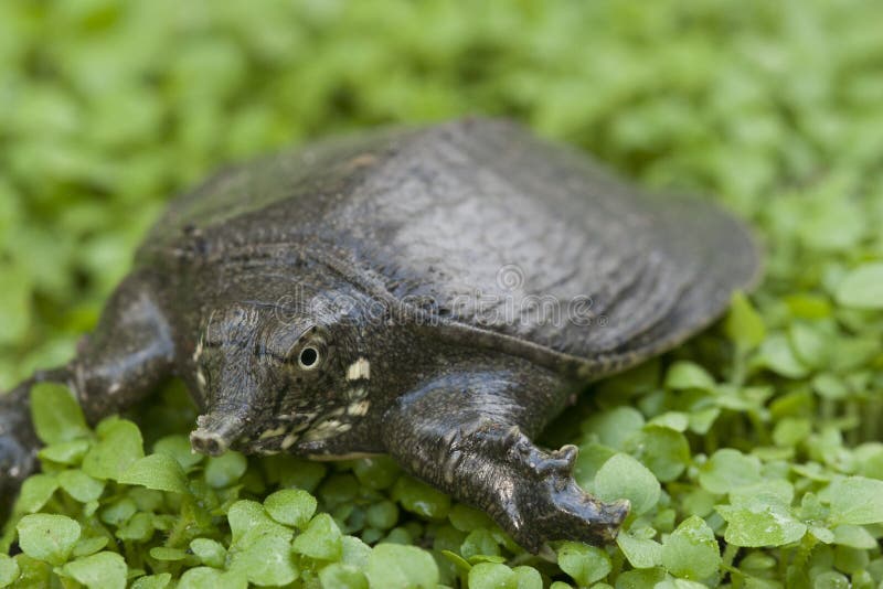 Common Softshell Turtle or Asiatic Softshell Turtle Stock Photo - Image ...