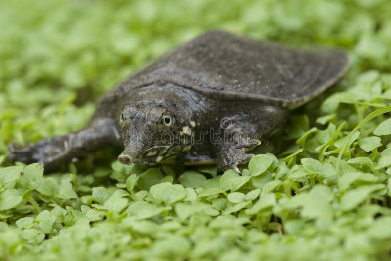 Common Softshell Turtle or Asiatic Softshell Turtle Stock Image - Image ...