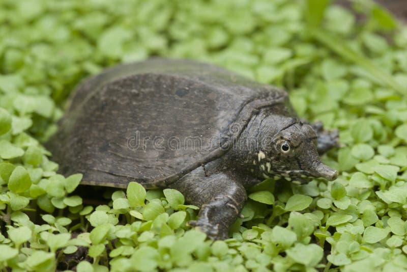 Common Softshell Turtle or Asiatic Softshell Turtle Stock Photo - Image ...