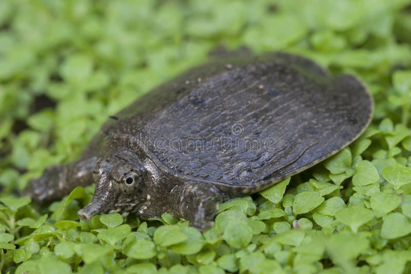 Common Softshell Turtle or Asiatic Softshell Turtle Stock Image - Image ...