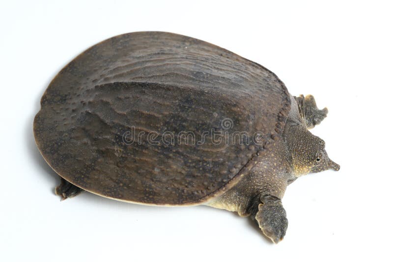 170 Spiny Softshell Underwater Stock Photos - Free & Royalty-Free Stock ...