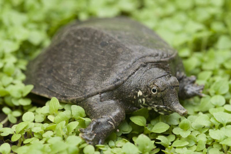 Common Softshell Turtle or Asiatic Softshell Turtle Stock Image - Image ...