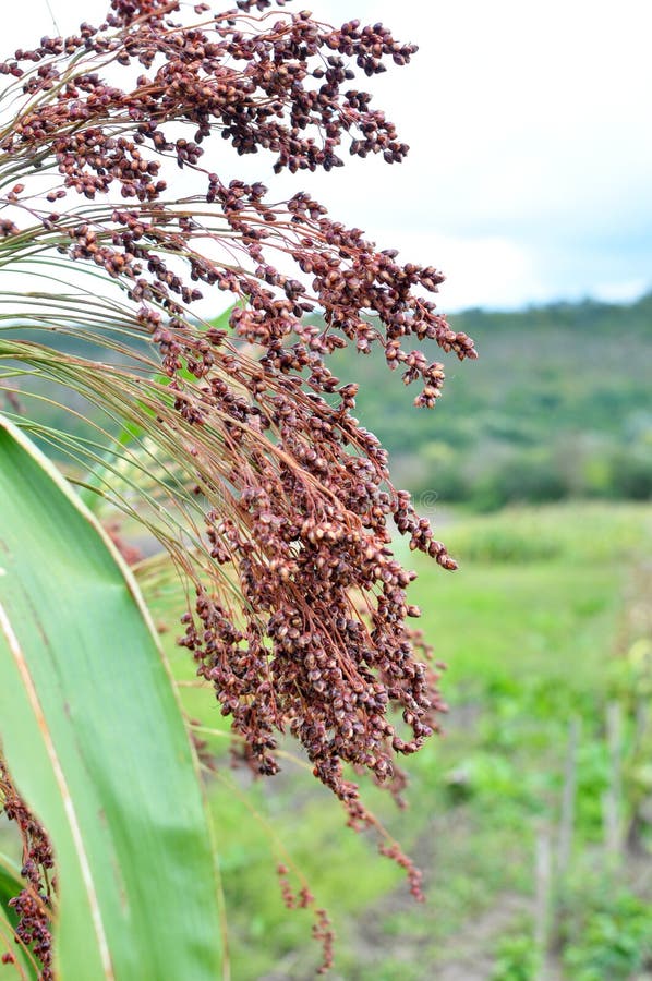 Common Sorghum Sorghum Bicolor Grows in a Field Stock Photo - Image of ...