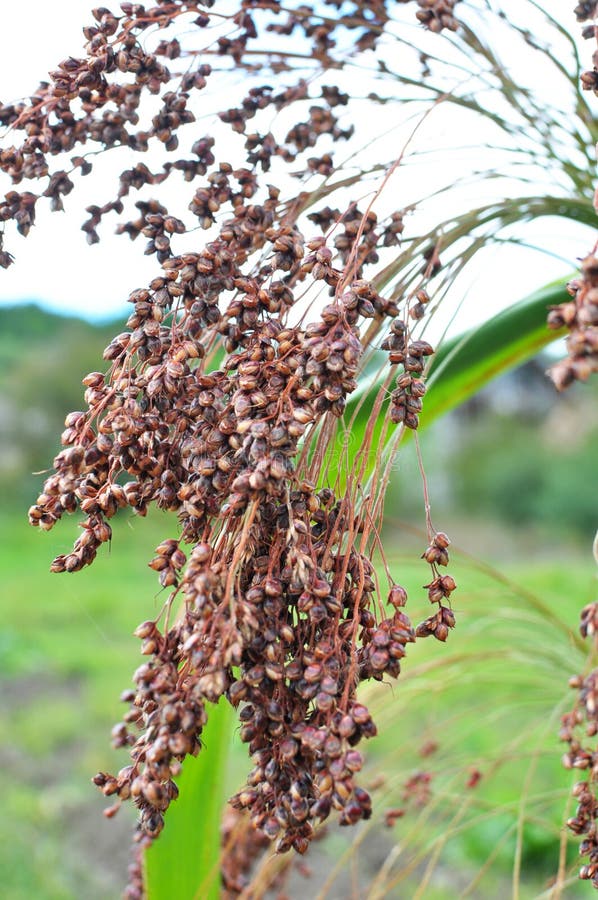 Common Sorghum Sorghum Bicolor Grows in a Field Stock Image - Image of ...