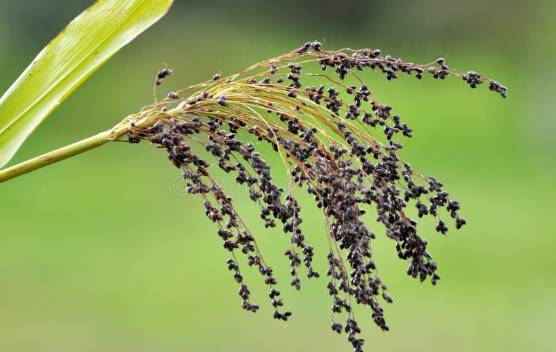 Common Sorghum Sorghum Bicolor Grows in a Field Stock Photo - Image of ...