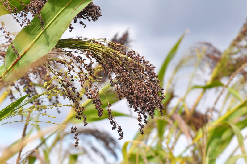 Common Sorghum Sorghum Bicolor Grows in a Field Stock Image - Image of ...