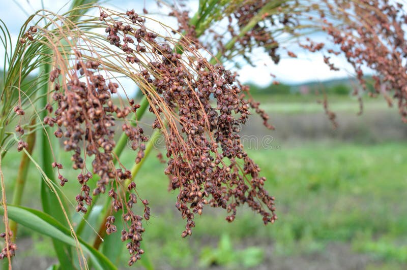 Common Sorghum (Sorghum Bicolor) Grows in a Field Stock Image - Image ...