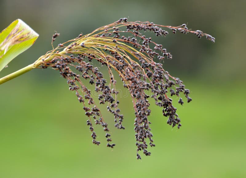 Common Sorghum (Sorghum Bicolor) Grows in a Field Stock Photo - Image ...