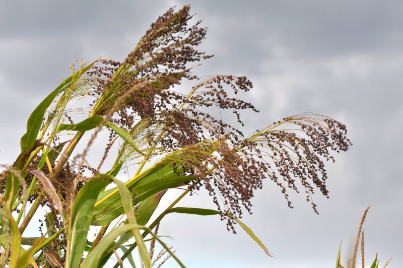Common Sorghum (Sorghum Bicolor) Grows in a Field Stock Image - Image ...