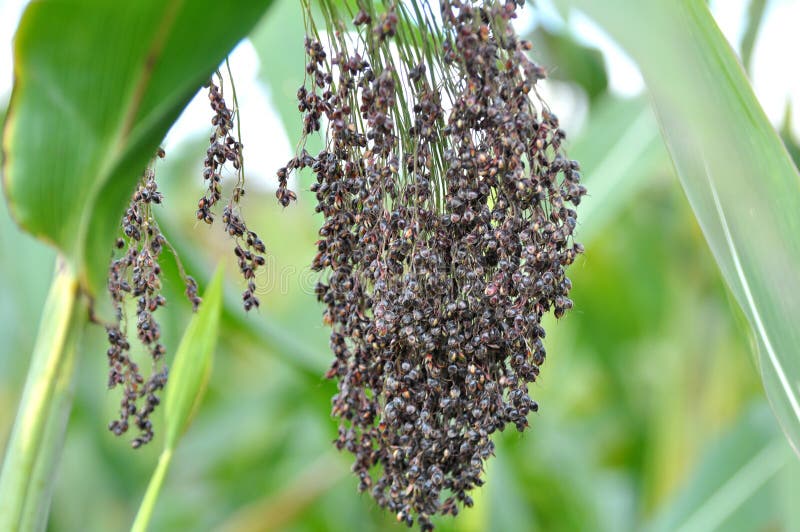 Common Sorghum (Sorghum Bicolor) Grows in a Field Stock Image - Image ...
