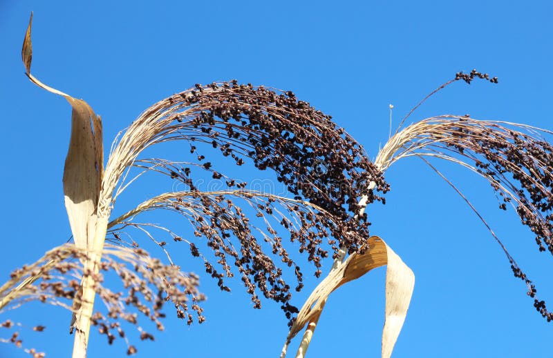 Common Sorghum (Sorghum Bicolor) Grows in a Field Stock Photo - Image ...