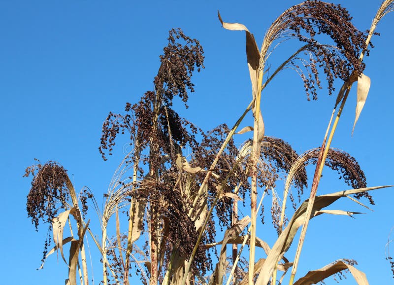 Common Sorghum (Sorghum Bicolor) Grows in a Field Stock Photo - Image ...