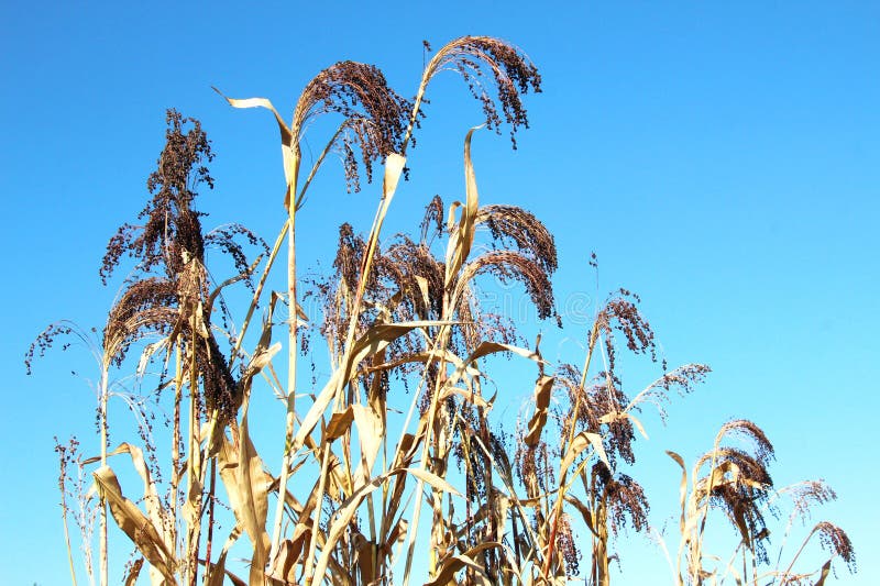 Common Sorghum (Sorghum Bicolor) Grows in a Field Stock Image - Image ...