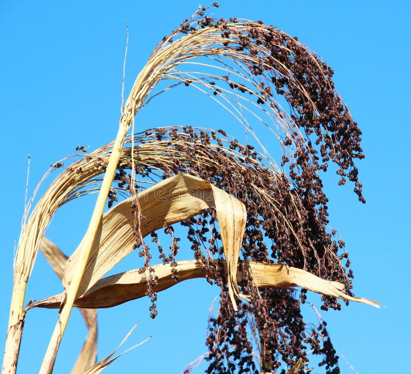 Common Sorghum (Sorghum Bicolor) Grows in a Field Stock Image - Image ...