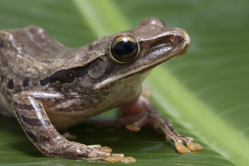 Common Southeast Asian Tree Frog Stock Image - Image of brown, closeup ...