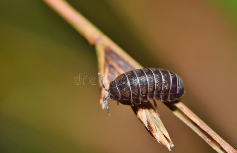 Common Sow Bug on a Grass Stalk. Stock Image - Image of detail, insect ...