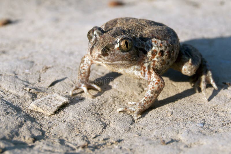 Spade Foot Toad - Pelobates Fuscus Stock Image - Image of animal, frog ...