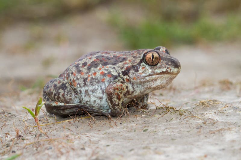 Common Spadefoot (Pelobates Fuscus) Isolated On White Stock Photo ...