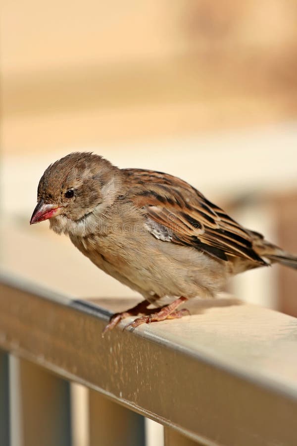 Common Sparrow stock image. Image of house, sparrow, wing - 2207831