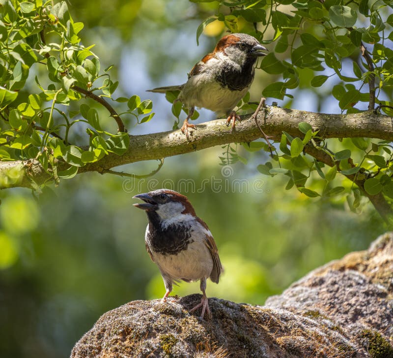 Common Sparrow Bird Close Up Stock Photo - Image of close, perching ...