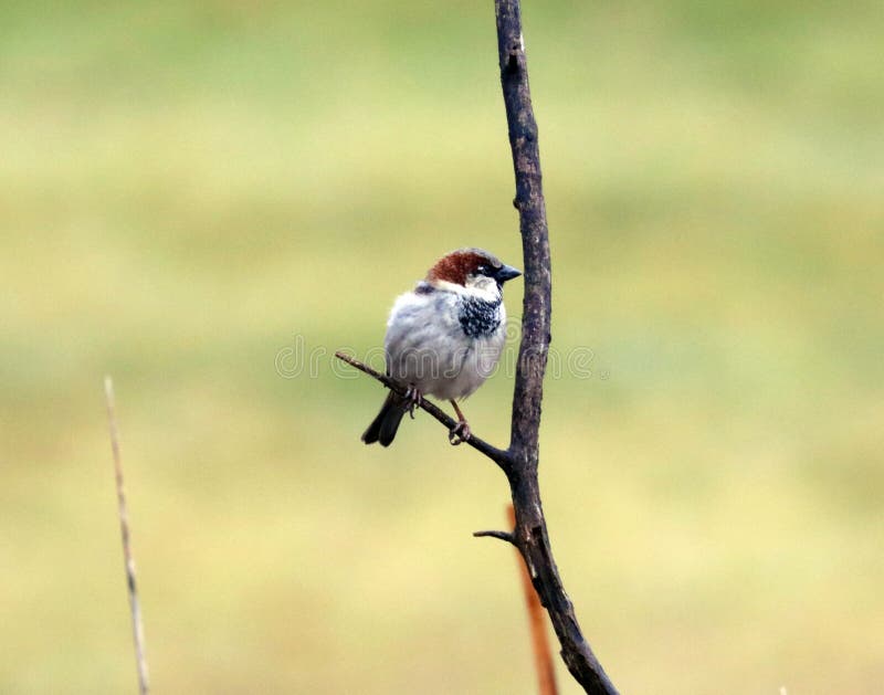 Common Sparrow in Tree Branch Stock Photo - Image of feathers, sparrow ...
