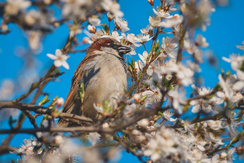 Spring fauna and flora. stock photo. Image of natural - 245316054