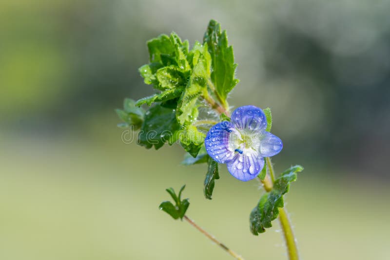 Common Speedwell Veronica Arvensis Stock Photo - Image of freshness ...