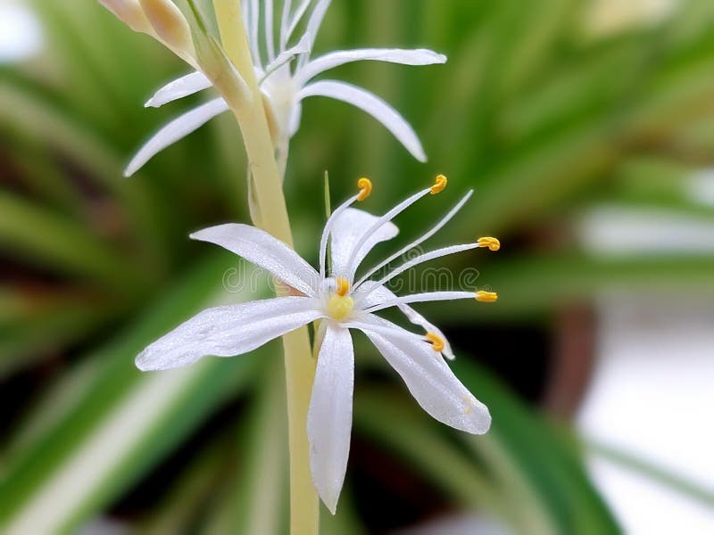 Common spider plant stock image. Image of evergreen - 297249007