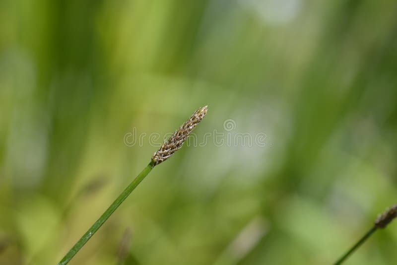 Common Spike-Rush (Eleocharis Palustris). Stem Longitudinal Section ...