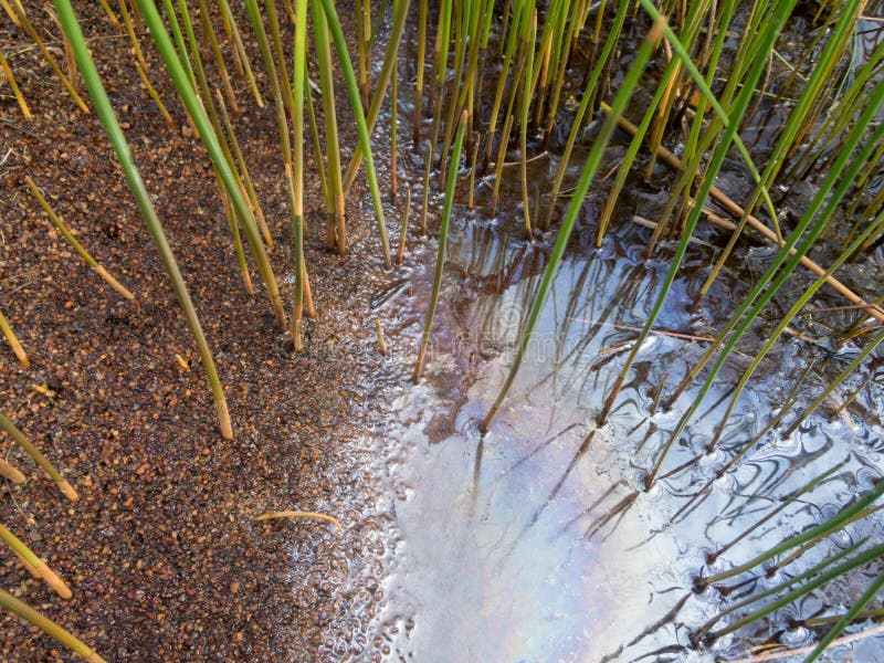 Common Spikerush and Iron Bacteria Stock Photo - Image of finland, lake ...