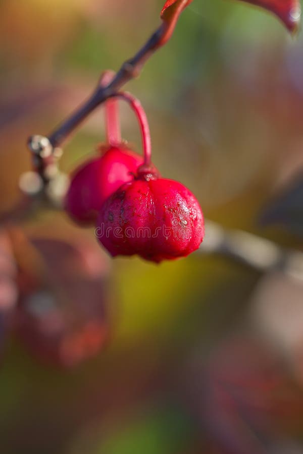 Common spindle bush - seed stock image. Image of autumn - 63067675