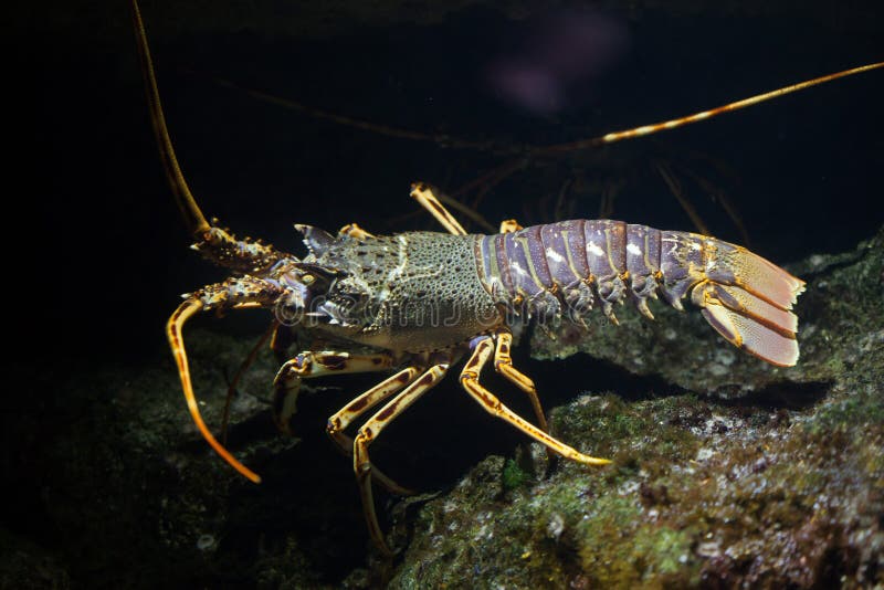 Common Spiny Lobster Palinurus Elephas. Stock Photo - Image of animal ...