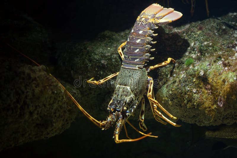 Common Spiny Lobster Palinurus Elephas. Stock Photo - Image of common ...