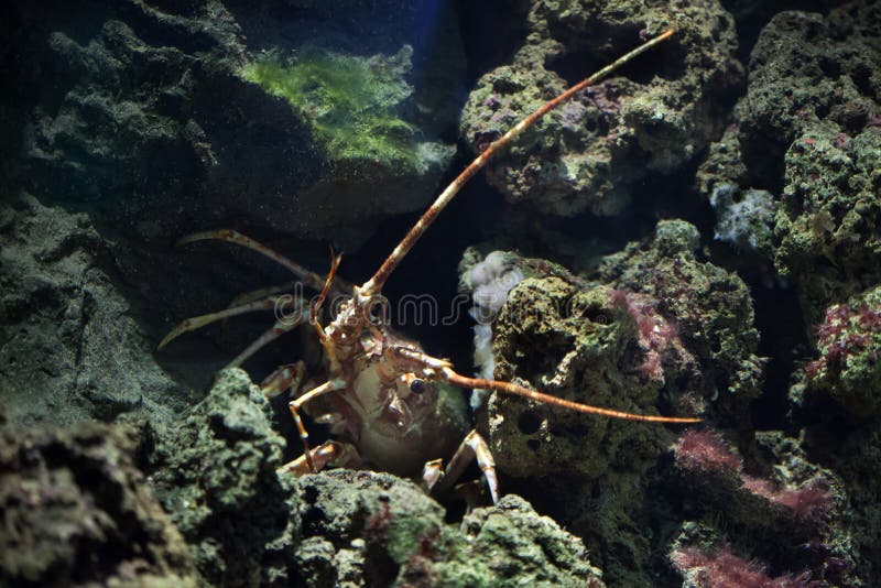 Common Spiny Lobster Palinurus Elephas. Stock Photo - Image of nature ...